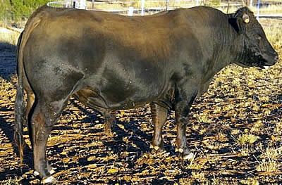 SUNRISE CUTTING HORSES